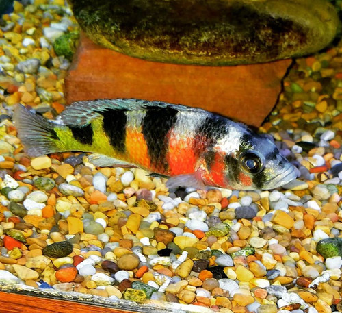 Zebra obliquidens | Blue Hook Aquatics