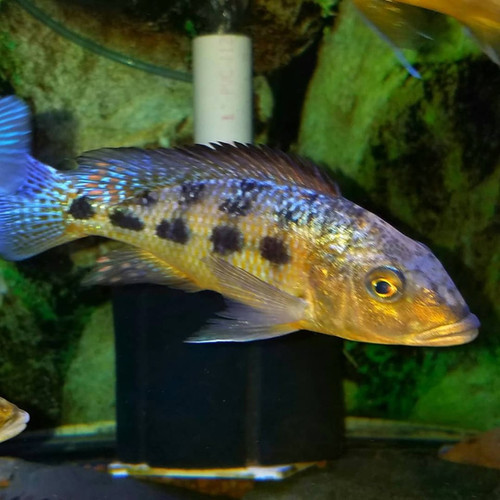 Fossorochromis rostratus "Malawi sand diver" | Blue Hook Aquatics