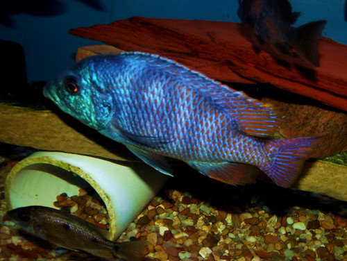 Placidochromis milomo VC 10 | Blue Hook Aquatics