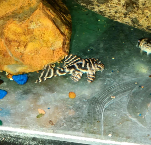 Colombian Zebra pleco L129 2.5-3" | Blue Hook Aquatics