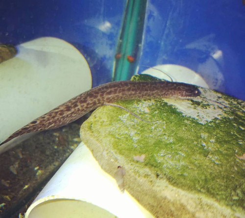 Marbled Lungfish 4" | Blue Hook Aquatics