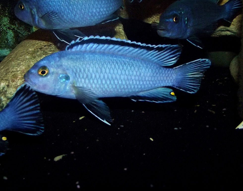 Pseudotropheus socolofi powder blue | Blue Hook Aquatics