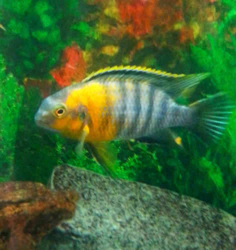 Tropheops red cheek | Blue Hook Aquatics