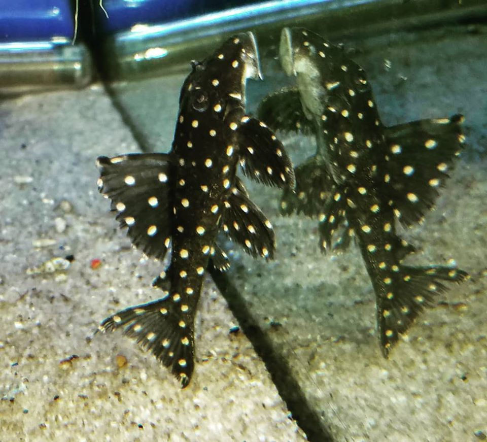 Snowball Pleco L201 2.75-3" | Blue Hook Aquatics