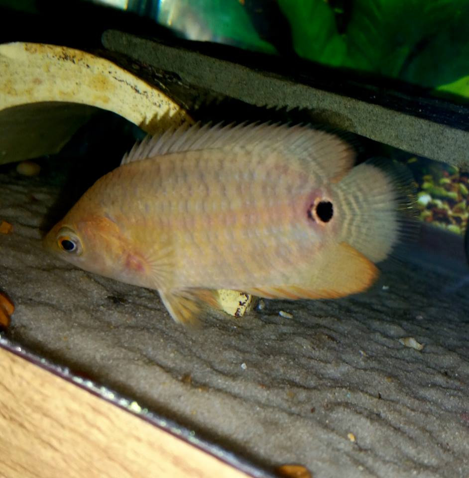 Newest Fish Arrivals 5/18/16