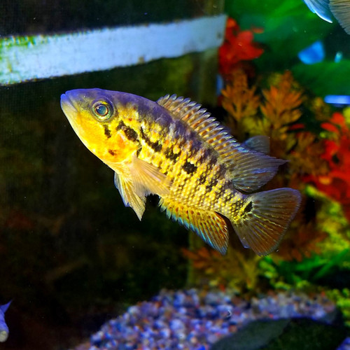 Red Tiger mota 5"+ | Blue Hook Aquatics