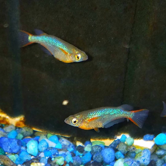 Daisy Ricefish Killie 1" | Blue Hook Aquatics