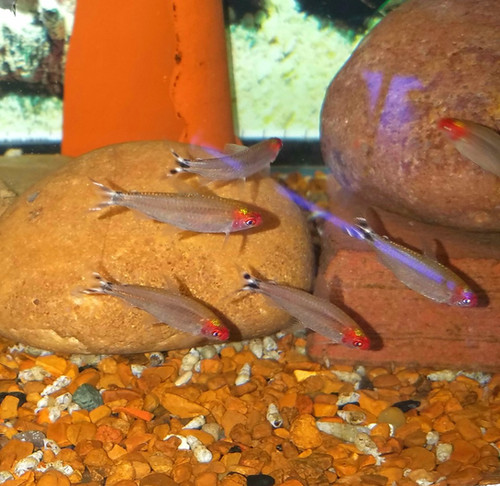 Rummy nose tetra 1"+ | Blue Hook Aquatics