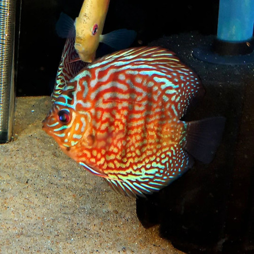 Red Diamond Discus 3.75" | Blue Hook Aquatics