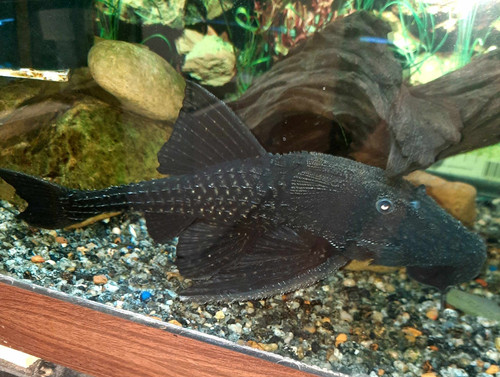 Black Devil Pleco L193 12" HUGE | Blue Hook Aquatics