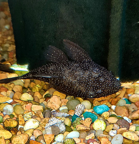 Starlight Pleco L180 2"+ | Blue Hook Aquatics