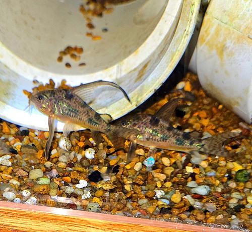 Hi Fin Corydoras Paleatus 2"+ BIG | Blue Hook Aquatics