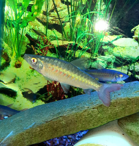 Pink Tail Chalceus 4"+ | Blue Hook Aquatics