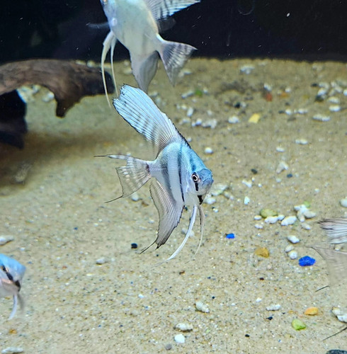 Blue Zebra Angel | Blue Hook Aquatics