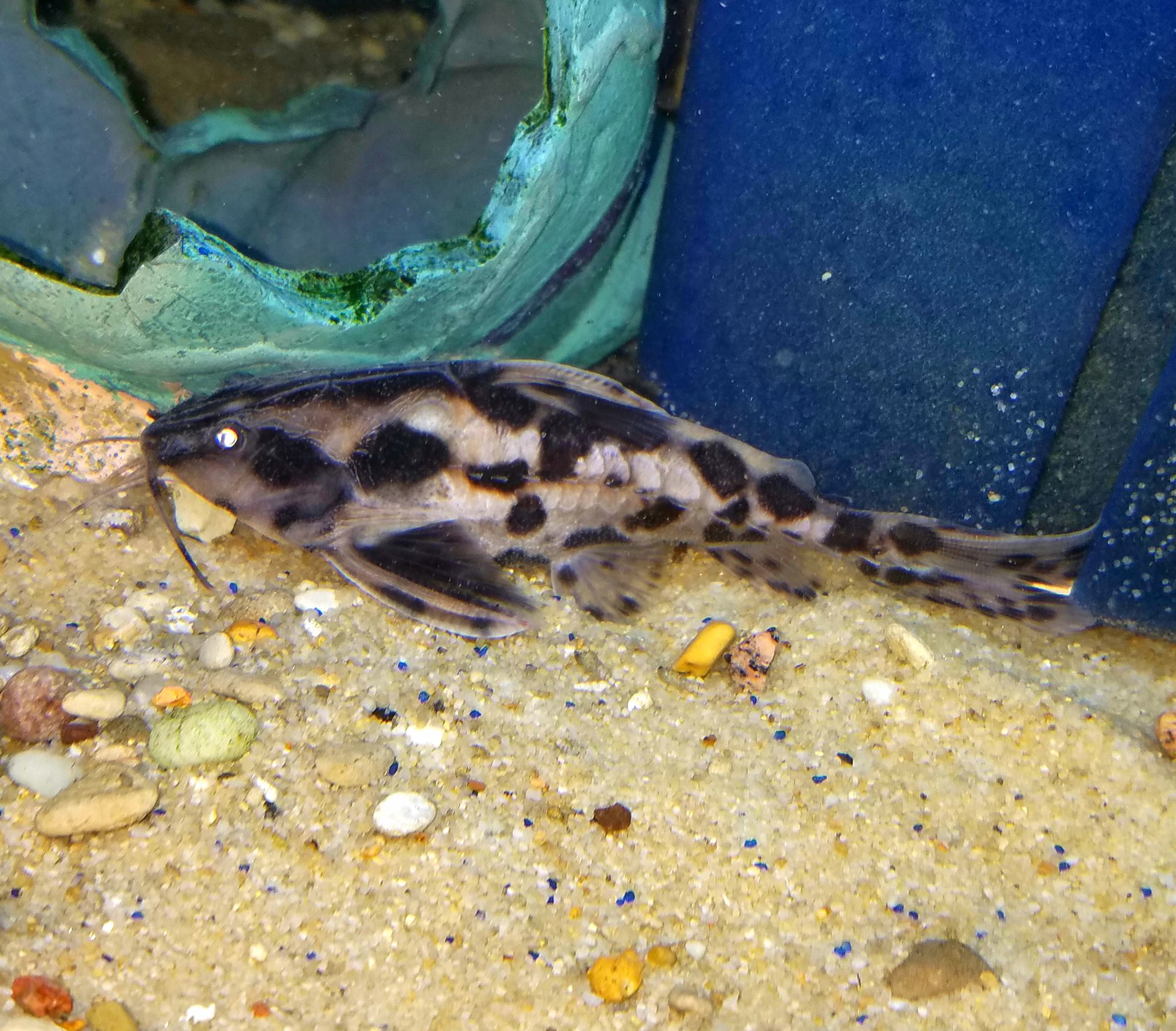 New Arrivals 3/5/18 | Exotic Fish | Blue Hook Aquatics | Cincinnati