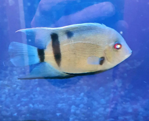 Panda Uaru 6-6.5"+ | Blue Hook Aquatics