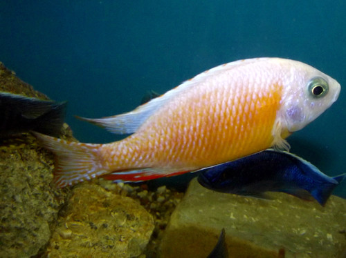 Albino Taiwan reef | Blue Hook Aquatics