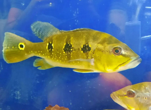 Temensis peacock bass 6-9" | Blue Hook Aquatics