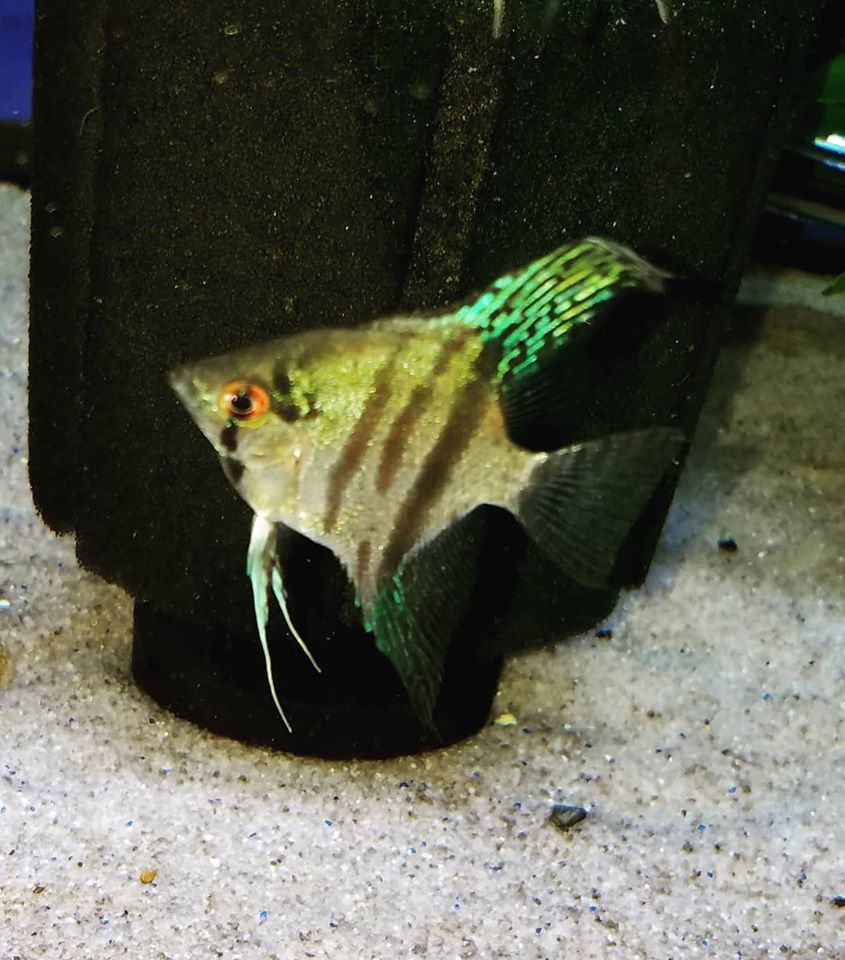 Blue Leopard Angel Medium | Blue Hook Aquatics