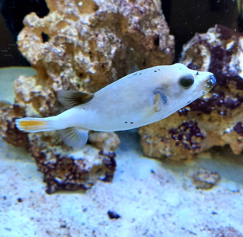 Dog Face Puffer 5" | Blue Hook Aquatics