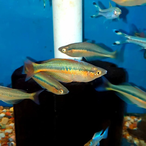 Chilath Alleni Wapoga 3" Fem | Blue Hook Aquatics