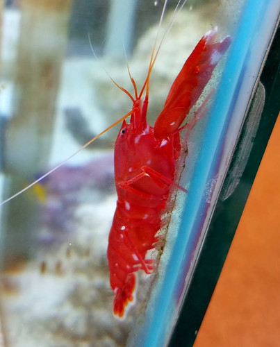 Red Pistol Shrimp 2.75" | Blue Hook Aquatics