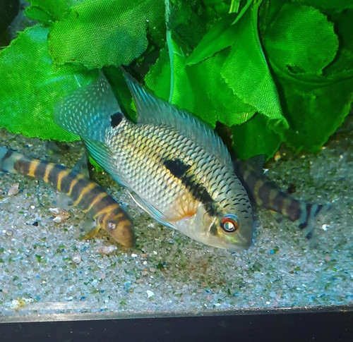 Cichlasoma Dimerus 3"+ | Blue Hook Aquatics