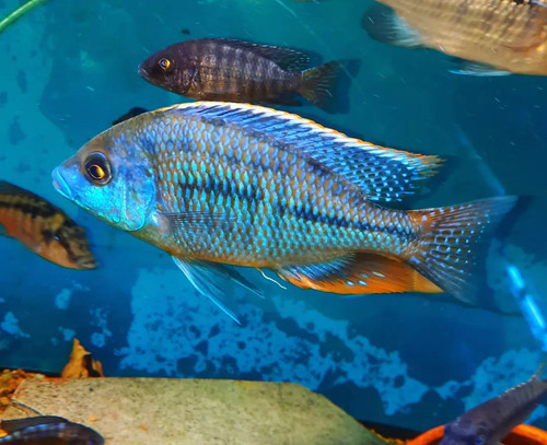 Protomelas Mara rocks Sulphur head hap | Blue Hook Aquatics