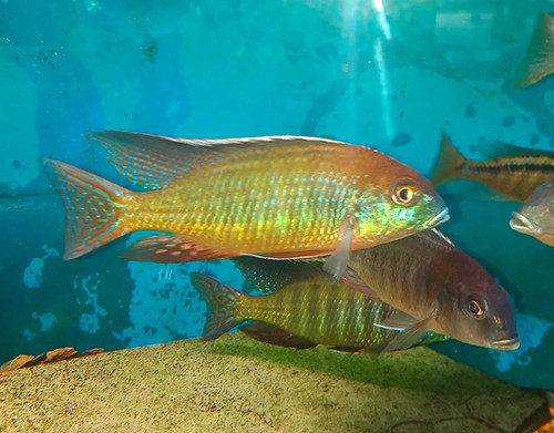 Lethrinops "Red Cap" Itungi | Blue Hook Aquatics