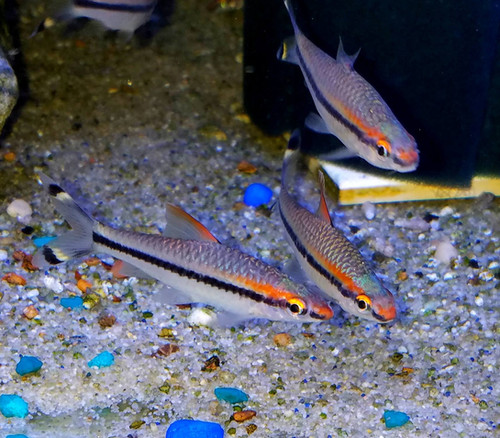 Roseline Shark 2.5"+ | Blue Hook Aquatics