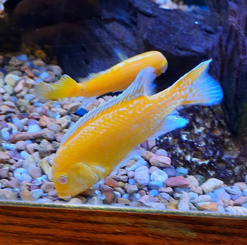 Albino Yellow Lab | Blue Hook Aquatics
