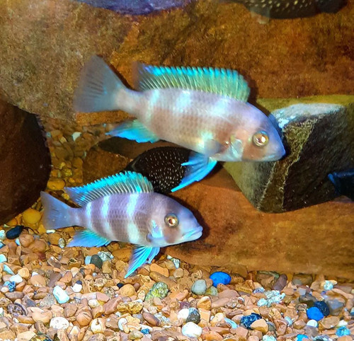 Red Frontosa | Blue Hook Aquatics