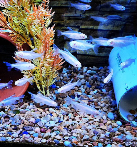 Albino Congo Tetra 2" | Blue Hook Aquatics