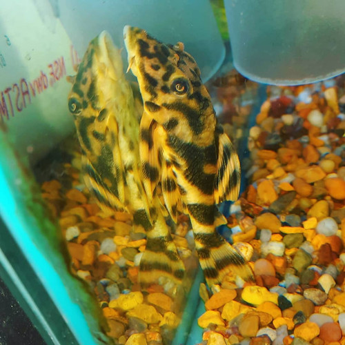 Orinoco Tiger Pleco L202 4" | Blue Hook Aquatics