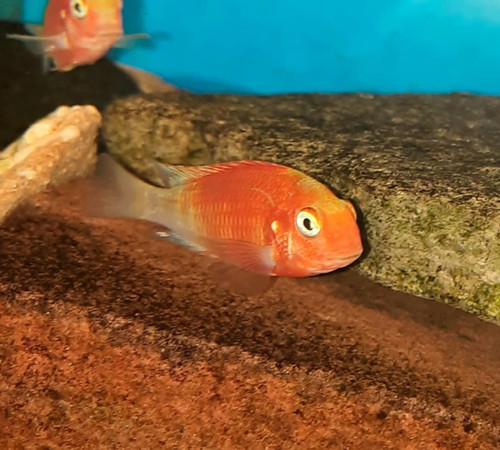 Tropheus Red Phoenix | Blue Hook Aquatics