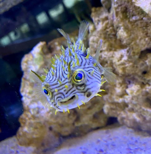 Spiny Puffer 2.5" | Blue Hook Aquatics