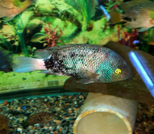 Paratheraps fenes. Marble 2-2.5"+ | Blue Hook Aquatics