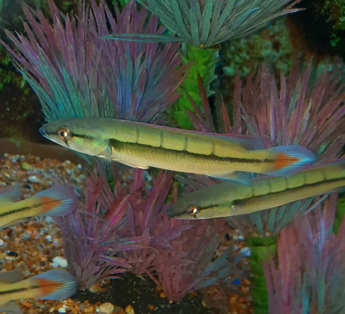 Red Atabapo 2 Pike | Blue Hook Aquatics