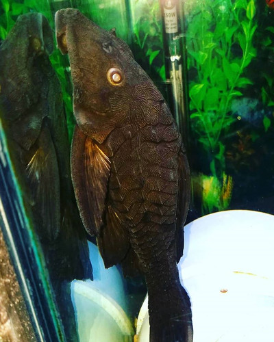Dark Pinecone Pleco L152 10-11" | Blue Hook Aquatics