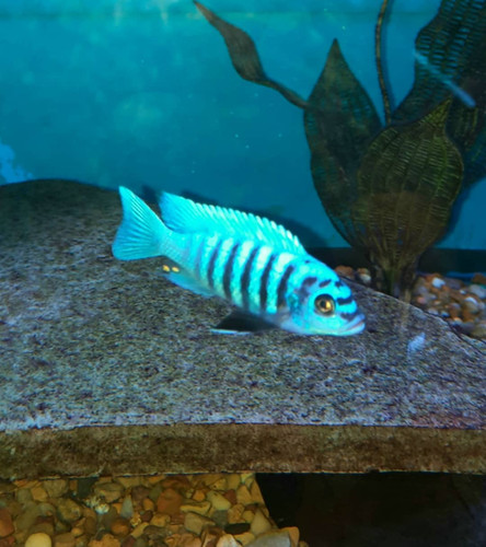 Metriaclima "Zebra Chilumba" Masoni Reef | Blue Hook Aquatics