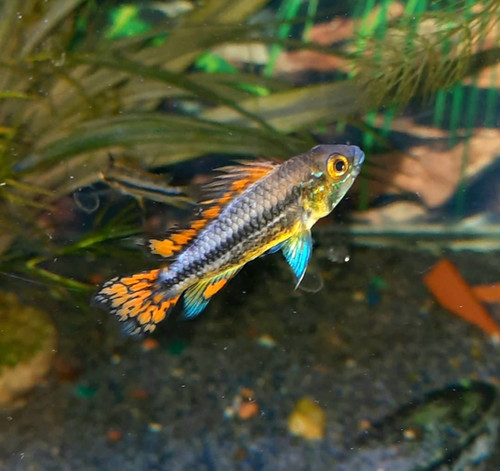 Apisto. caucatoides double red 1-1.5" pair | Blue Hook Aquatics
