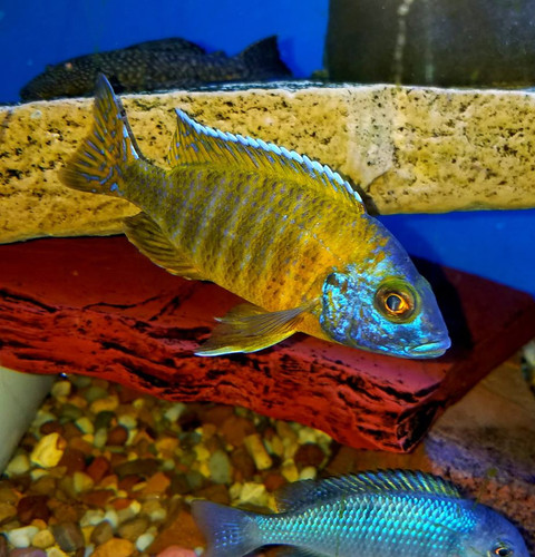 Blue Hook Aquatics | Peacock