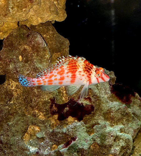 Pixy Hawkfish 2.25" | Blue Hook Aquatics