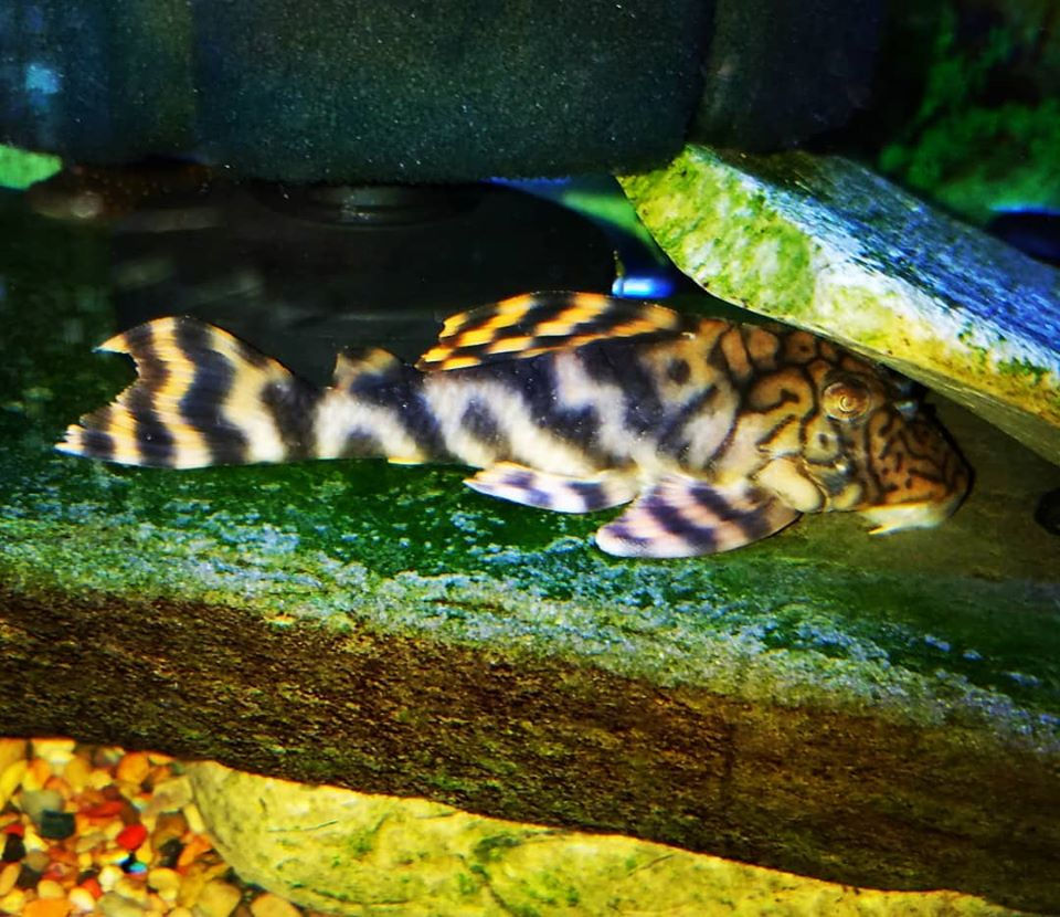 Wormline Tiger Pleco 4.5-5" | Blue Hook Aquatics