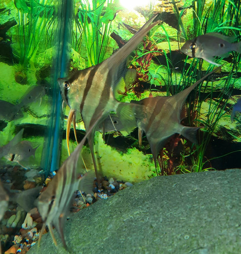 Altum Angel (true) 4-5" | Blue Hook Aquatics