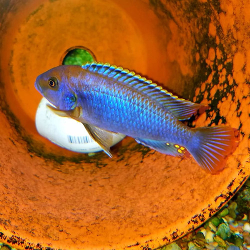 Rusty Cichlid | Blue Hook Aquatics