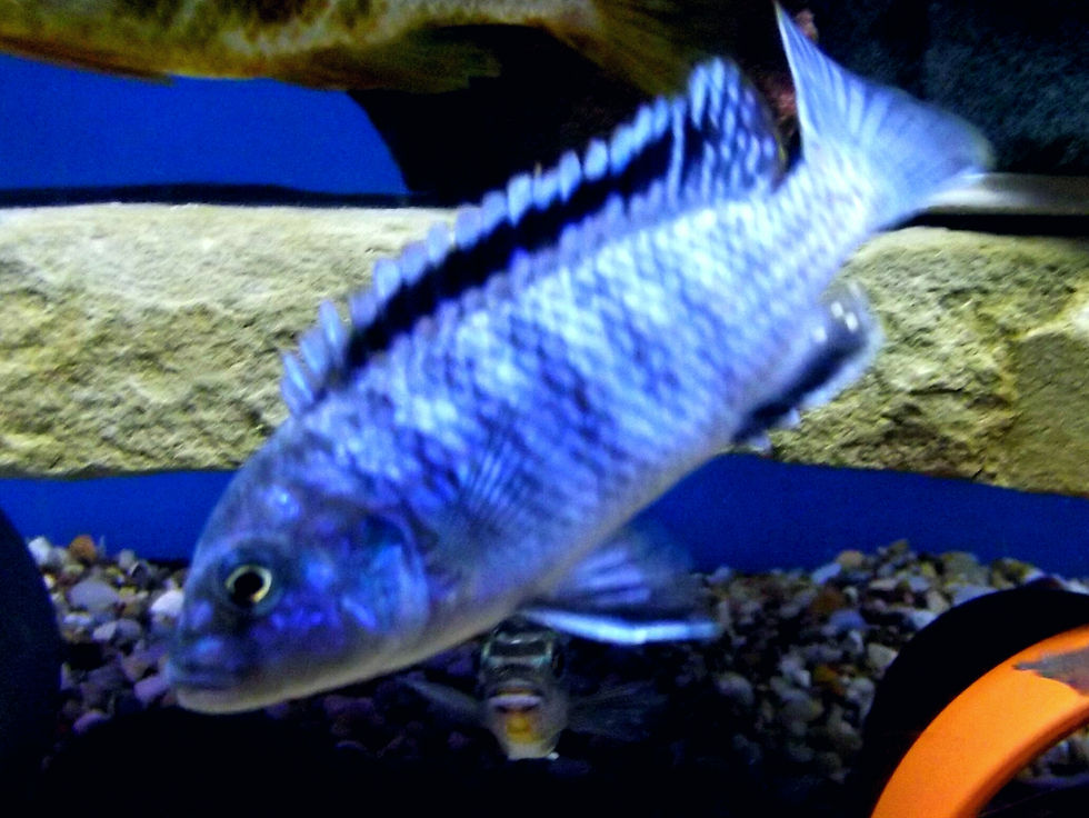 Mbuna | Blue Hook Aquatics