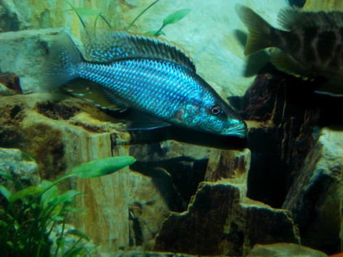 Dimidiochromis compressiceps | Blue Hook Aquatics