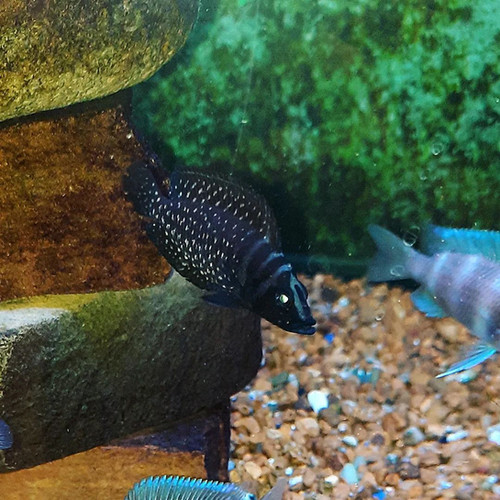 Black Calvus | Blue Hook Aquatics