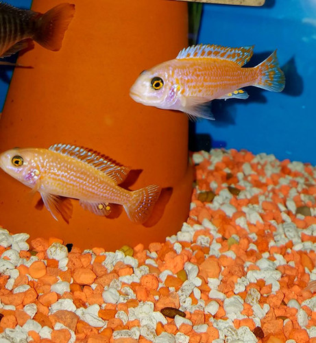 Red Exasperatus | Blue Hook Aquatics